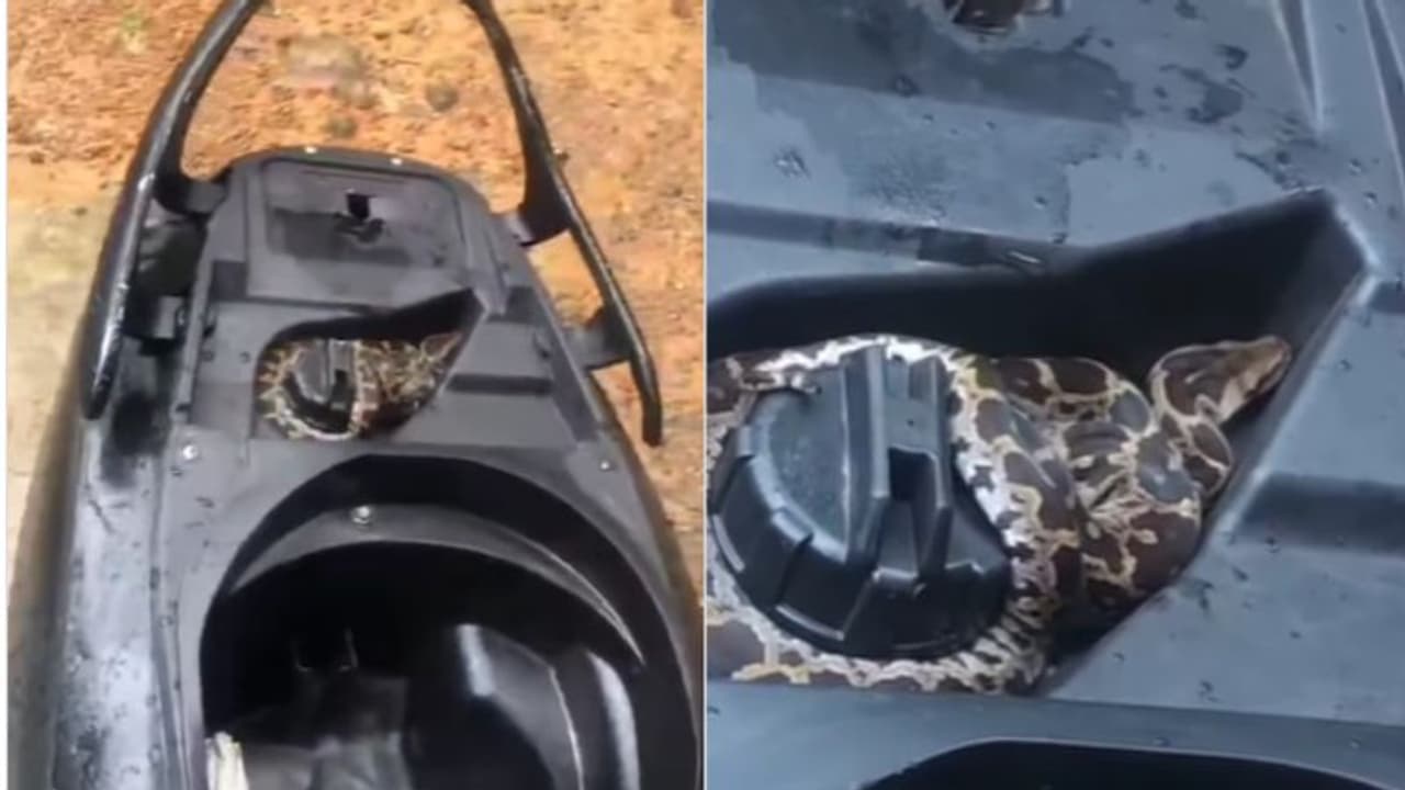 Viral Video: Python Found Around the Fuel Tank of a Scooter in Kerala ...