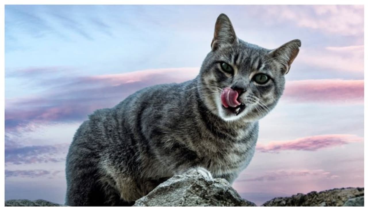 feral cat killing competition in New Zealand: ന്യൂസിലന്‍ഡില്‍ കുട്ടികള് ...
