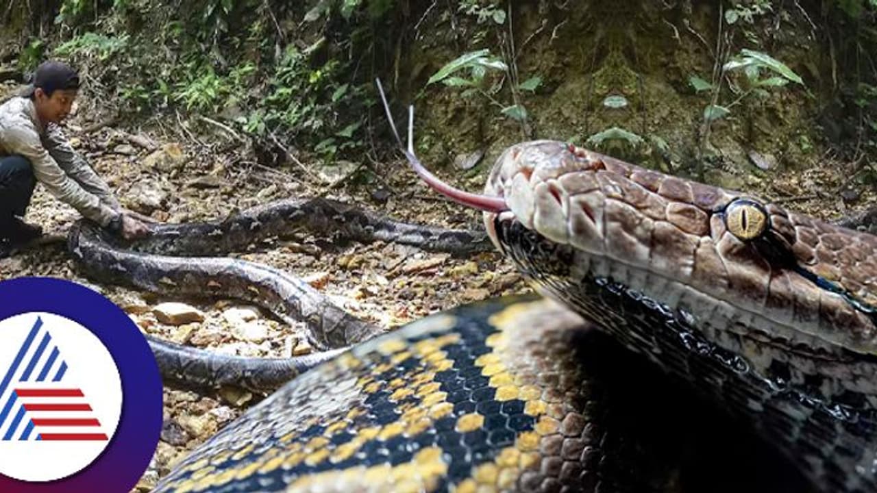 woman eaten by big size python at indonesia ಮಗುವಿಗೆ ಔಷಧಿ ತರಲು ಹೋದ ತಾಯಿಯ ...