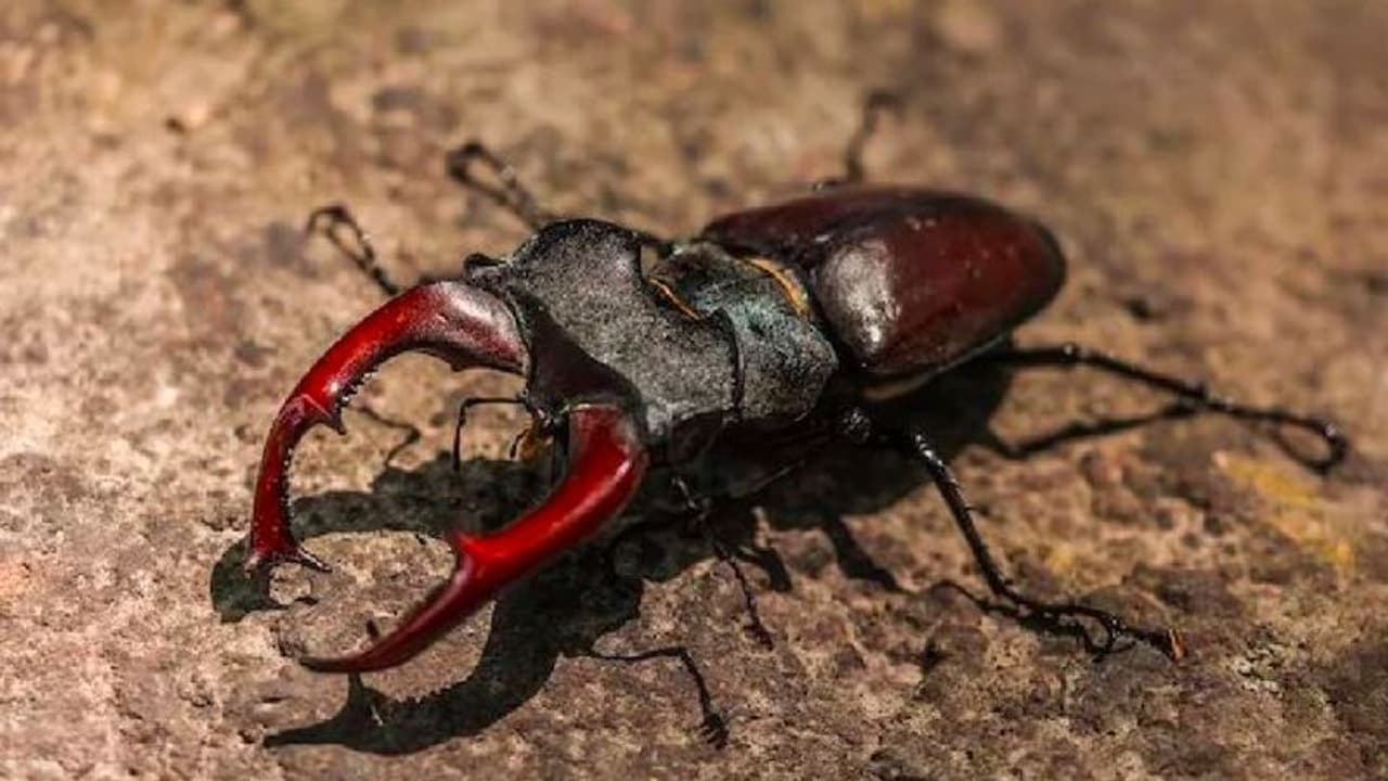 luxury carಗಿಂತಲೂ ದುಬಾರಿ: 2 ರಿಂದ 3 ಗ್ರಾಂ ತೂಗುವ ಈStag beetle ಕೀಟದ ಬೆಲೆ ...