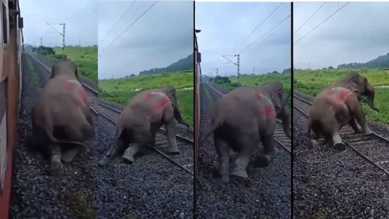 wild elephant died after being hit by train in assam shocking video ...