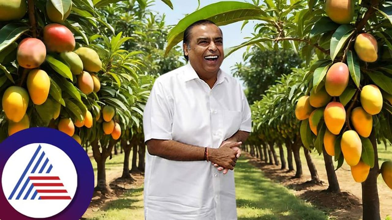 mukesh ambani owns the largest mango Farm ಪ್ರಪಂಚದ ಅತಿದೊಡ್ಡ ಮಾವು ಬೆಳೆಗಾರ ...