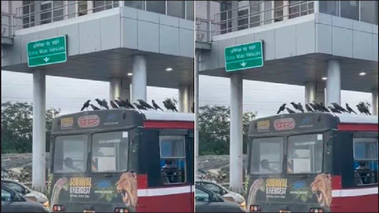 ಕೋತಿ ಆಯ್ತು ನಾಯಿ ಆಯ್ತು ಈಗ group of crows traveling in bus : ವೀಡಿಯೋ ಸಖತ್ ...