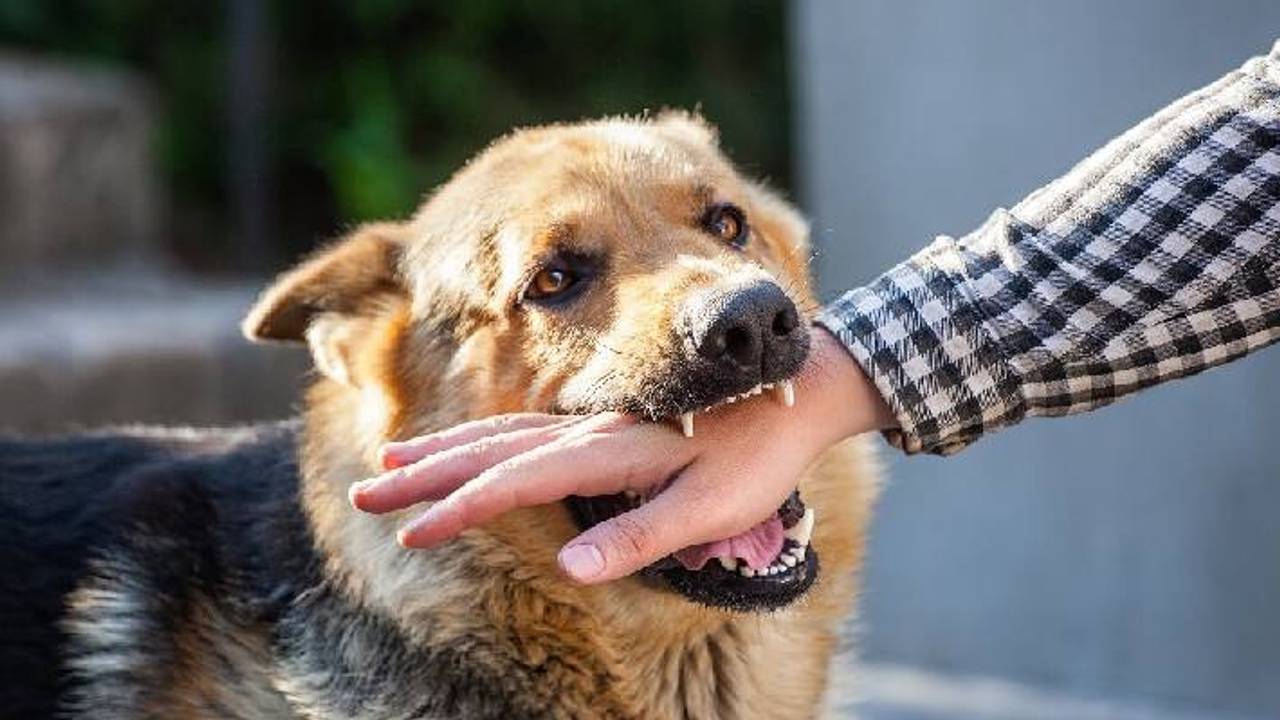 Dog Bite: Immediate Care Steps and Important Dietary Warnings | Asianet ...