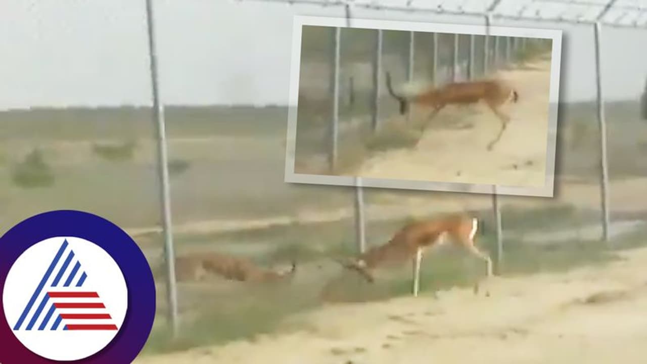 Deer clash each other at India Pakistan border ಗಡಿ ಸಮಸ್ಯೆ ಬಿಚ್ಚಿಟ್ಟ ...