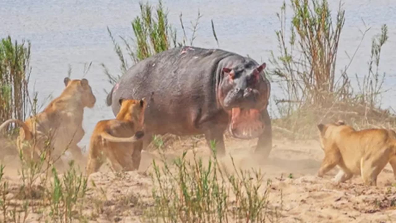 Hippo V/S Lions : जो डर गया समझो मर गया ! इस एक वीडियो ने बता दिया जंगल ...