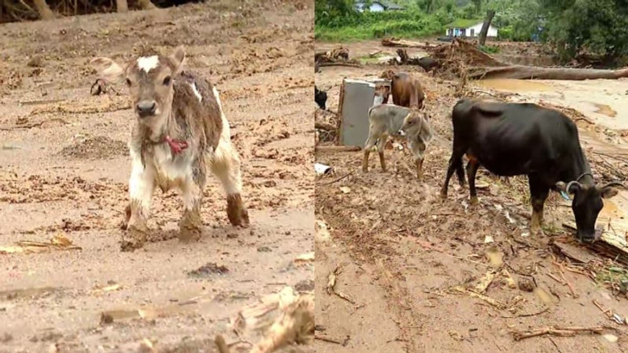 wayanad landslide disaster 26 cows died, 107 cattle were missing; 2.5 ...