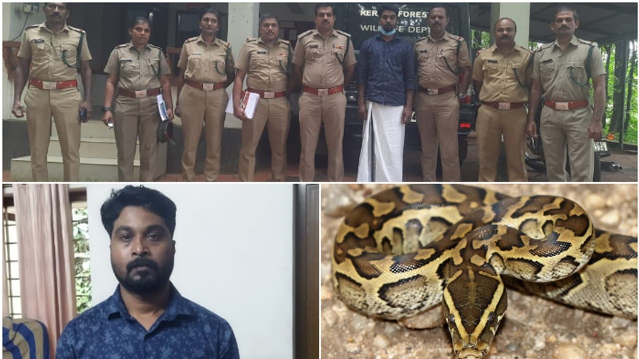 രഹസ്യവിവരത്തെ തുടർന്ന് പരിശോധന; അടുക്കളയിൽ വേവിച്ച മലമ്പാമ്പിന്റെ ...