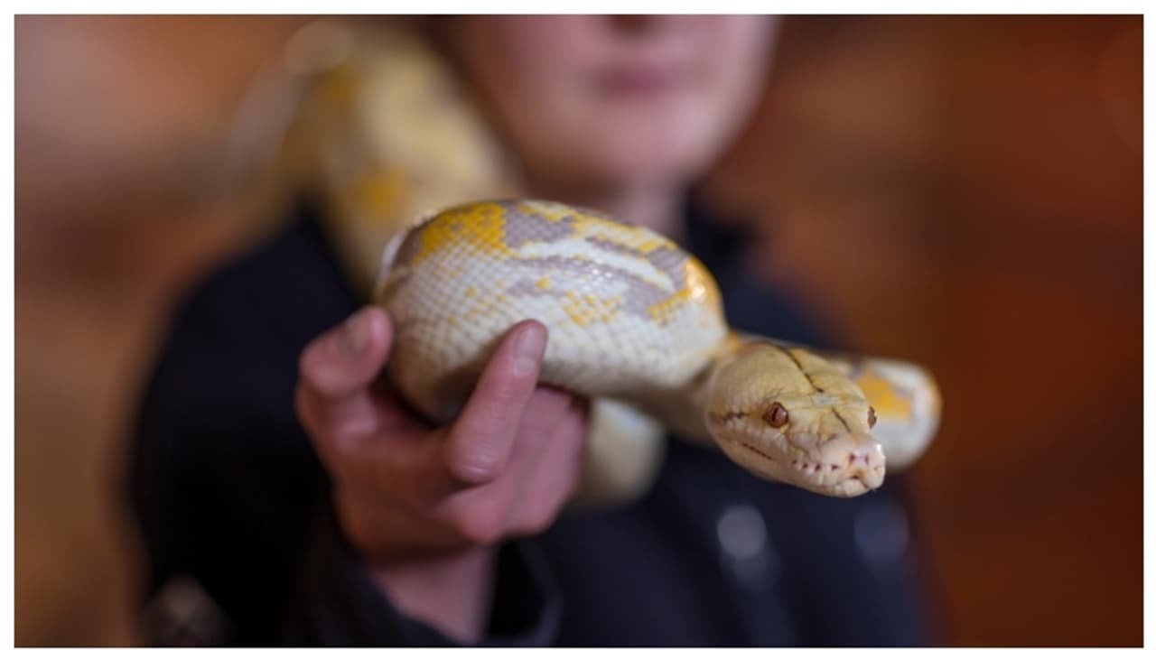 13 foot long Pet Python: ഭർത്താവ് വീട്ടിലെത്തിയപ്പോൾ കണ്ടത് മരിച്ച് ...