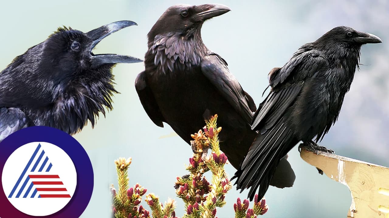 Why crows attack humans ಪದೇ ಪದೇ ನಿಮ್ಮನ್ನು ಕಾಗೆ ಅಟ್ಟಾಡಿಸಿ ...