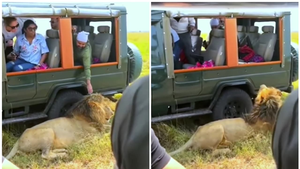 WATCH: Viral video shows man’s bold move to touch lion during wildlife ...