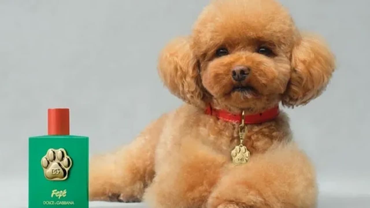 FeFe Dog Perfume | நாய் ரூ.9000க்கு பெர்ஃப்யூம்! ஒரு இடத்தில் மட்டும் ...