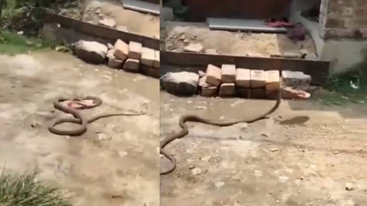 बिना पैरों के तुम्हें चप्पल की क्या जरूरत! चप्पल लेकर भागते सांप का ...