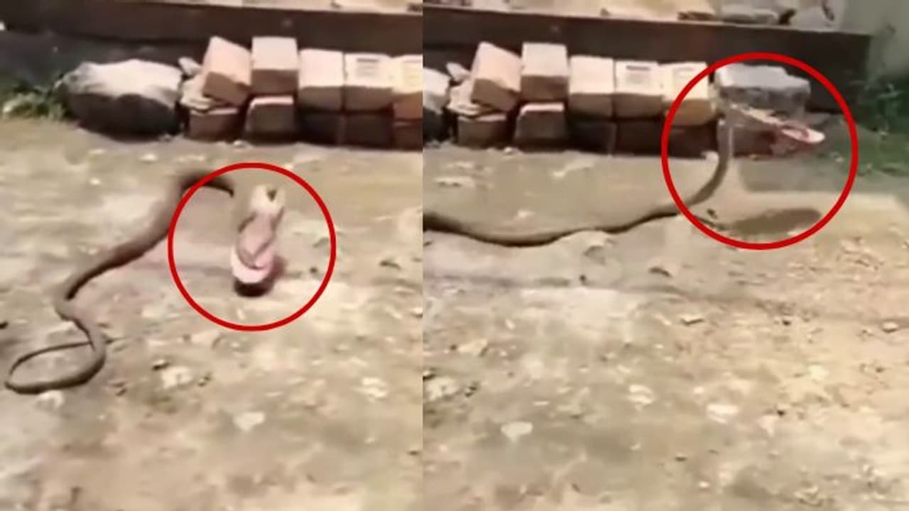 Snake Steal Slipper ಸರಸರನೇ ಬಂದು ಚಪ್ಪಲಿ ಕದ್ದೊಯ್ದ ಹಾವು | Snake Steals ...