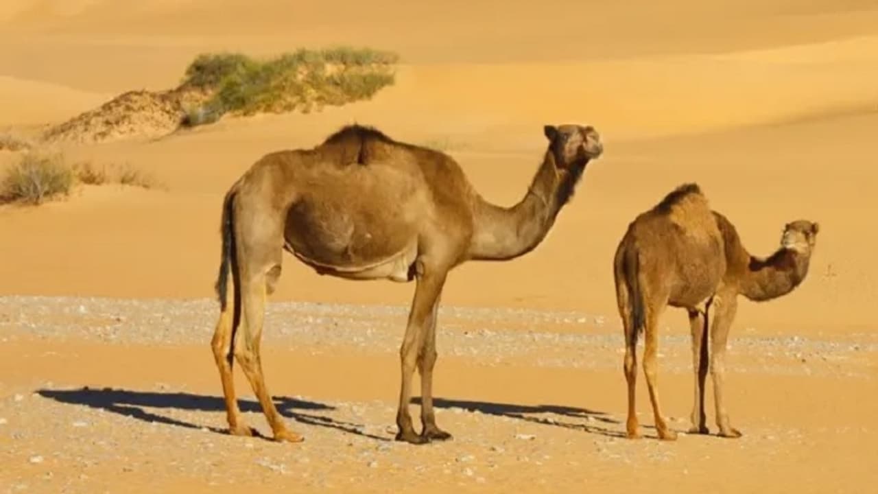 ऊंट मौत के बाद क्यों बन जाता है साइलेंट बम? खतरे में पड़ सकती है जान ...