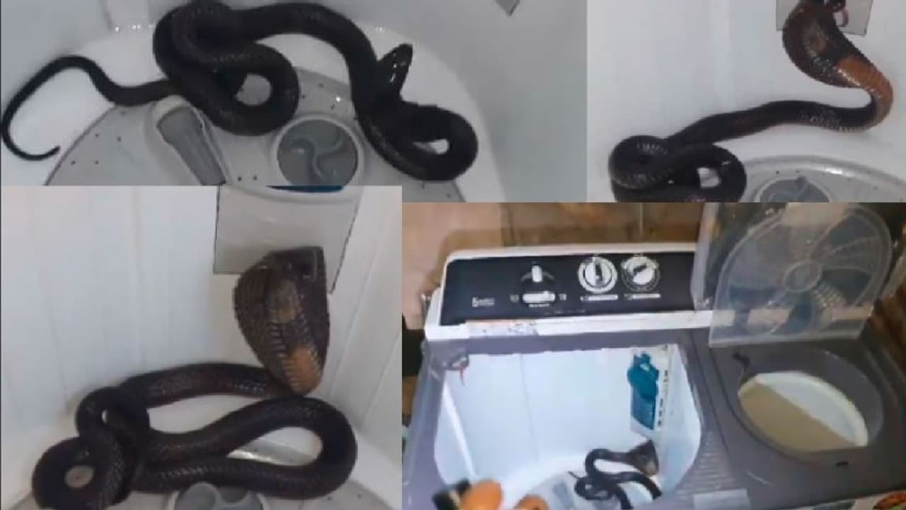 snake found inside washing machine : ಒಳಗಿತ್ತು 5 ಅಡಿಯ ನಾಗರಹಾವು: ವೀಡಿಯೋ ...