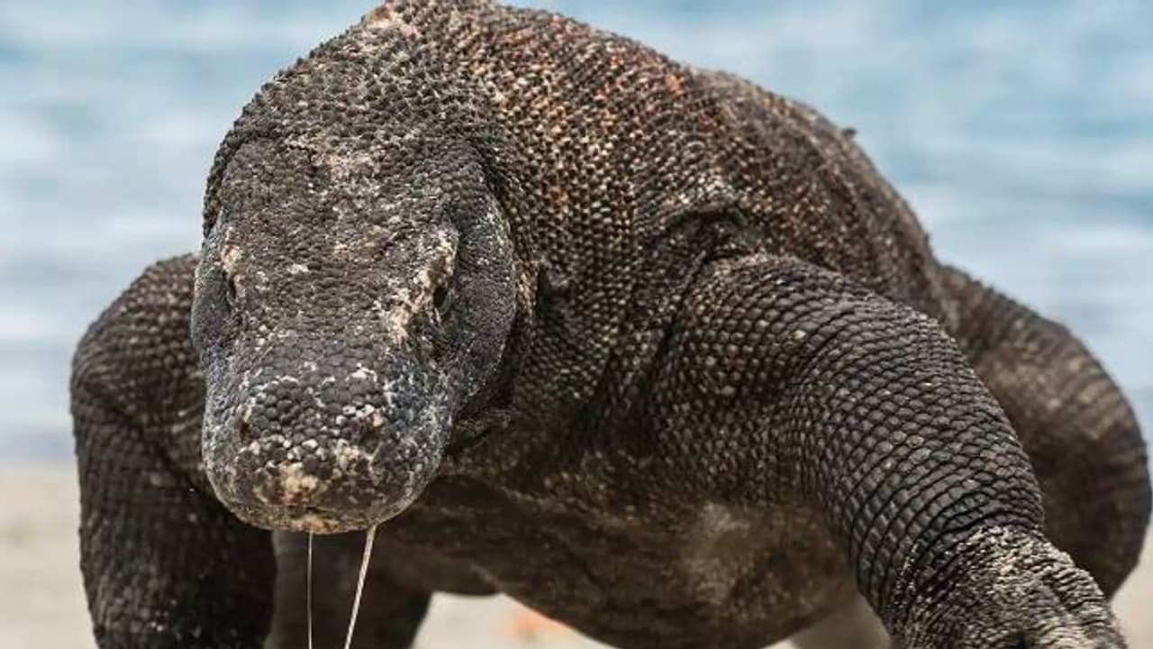 mating ಕ್ರಿಯೆ ನಡೆಸದೇ reproduce ಮಾಡುವ Animals | These Eight Animals ...