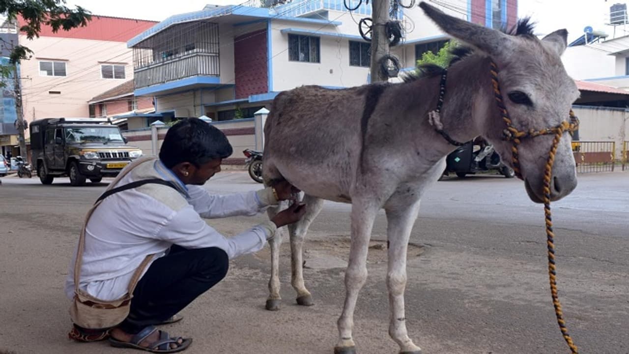 Why Donkey milk is emerging as a hot business trend in India | Asianet ...