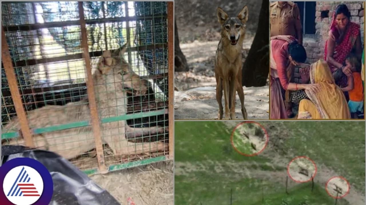 Indian cannibal wolf gang ಎಂಟು ಮಕ್ಕಳನ್ನು ಬಲಿ ಪಡೆದ ಕ್ರೂರ ಪ್ರಾಣಿಗಳು ...