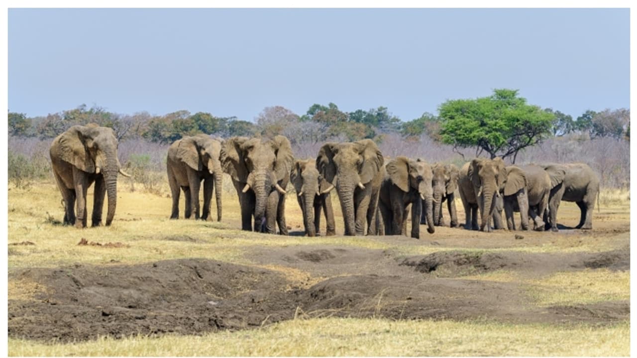 Zimbabwe to cull 200 elephants; വെള്ളമില്ല, ധാന്യങ്ങളും, ജനം പട്ടിണിയി ...