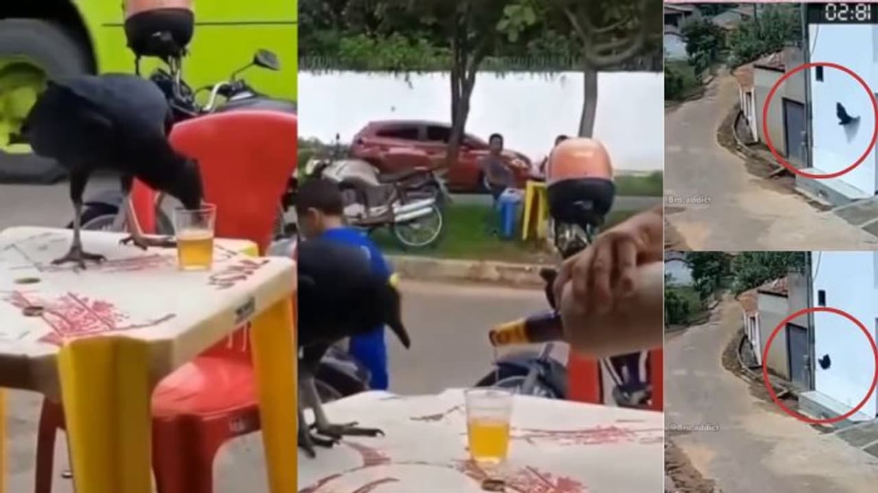 Once stone Clever crow ಇಂದು alcohol Drink forgotten flying ಹೋಯ್ತು ...