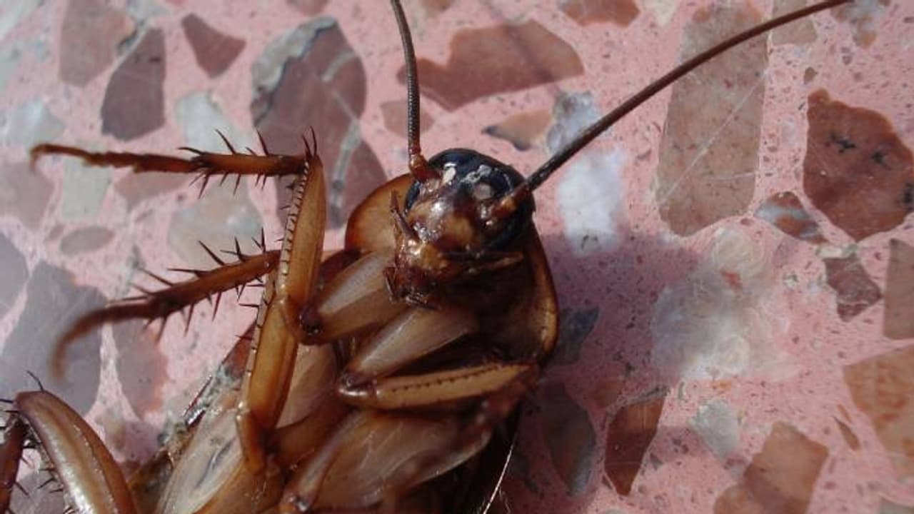 Bizarre case in China: Cockroach discovered living inside man’s body ...