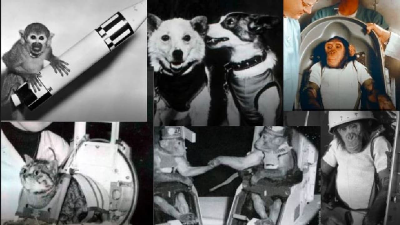 Monkey, Dog, Human ಇವೇ ನೋಡಿ Human Astronutsಗೆ ಮೊದಲೇ spaceಕ್ಕೆ travel ...