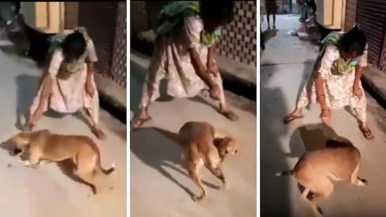 SHOCKING! UP woman ties rat with thread, feeds it to stray dog, viral ...