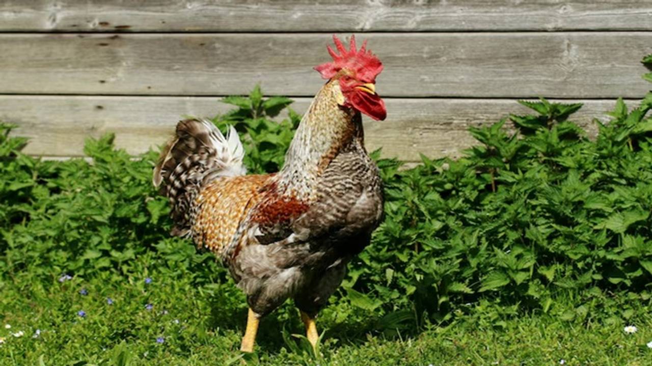 Chicken: ఉదయాన్నే కోడి ఎందుకు కూస్తుందో తెలుసా? | Why Do Roosters Crow ...