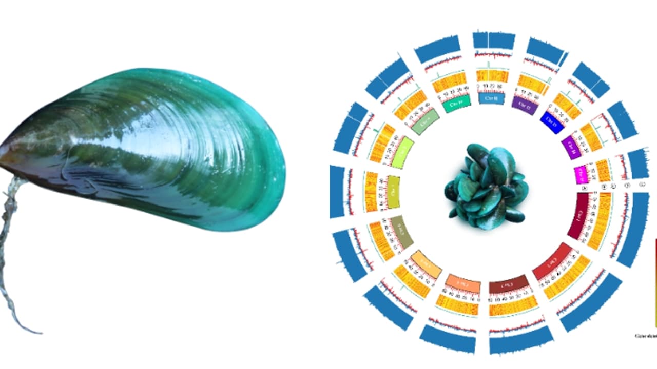 Blue Mussel Genetic Secrets Unlocked Very Helpful in Cancer Research ...