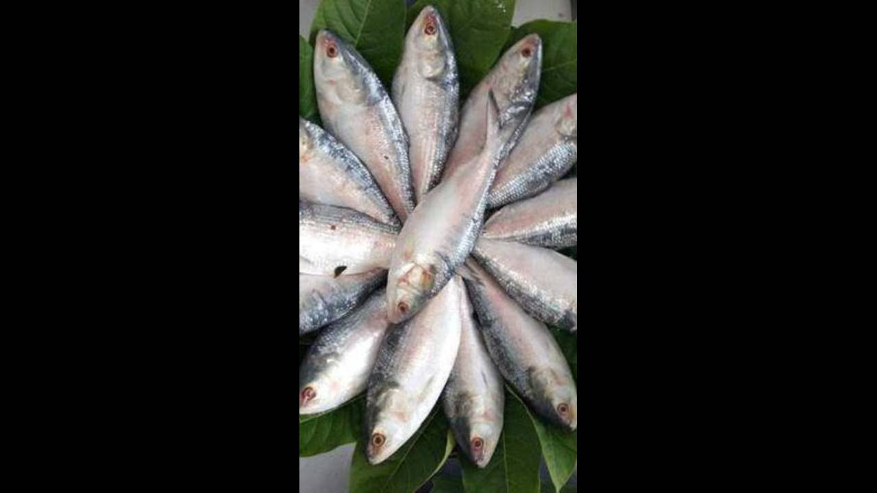 শুধু স্বাদই নয়, স্বাস্থ্যগুণেও অনবদ্য ইলিশ, জানুন জলের রূপোলি শস্যের ...