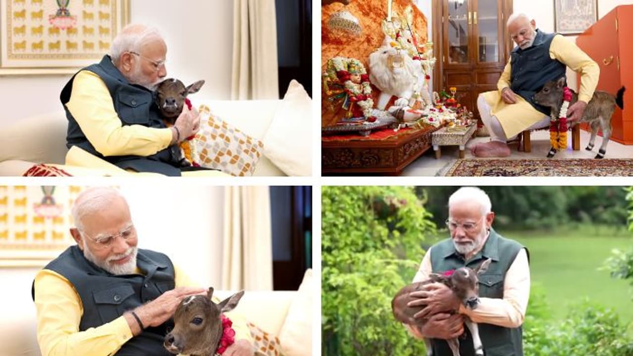 PM Residenceಕ್ಕೆ ಬಂದ New guest Calfಗೆ Deepjyoti ಎಂದ ಮುದ್ದಾದ ಹೆಸರಿಟ್ಟ ...