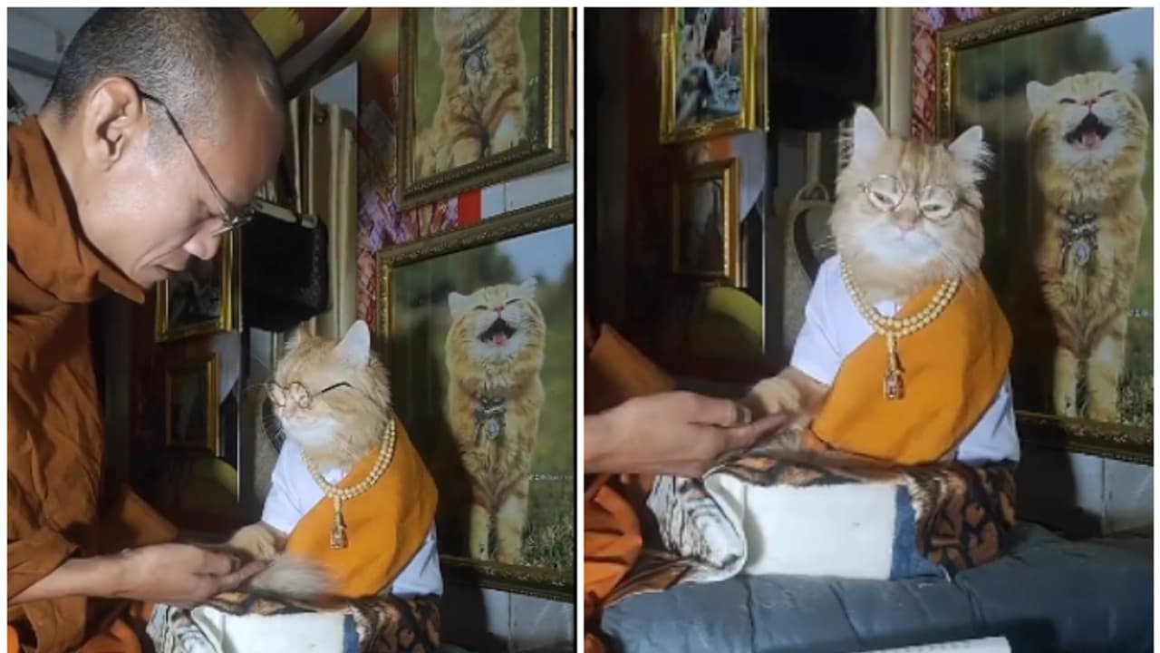 WATCH: Adorable cat dressed as monk mesmerizes viewers with 'Attentive ...