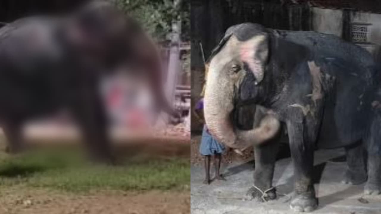 तमिलनाडु: मंदिर-भक्तों के बीच लोकप्रिय हथिनी सुब्बुलक्ष्मी की आग में ...