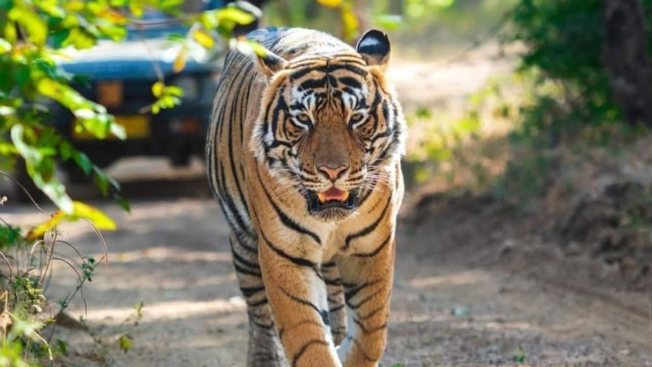 Tigers missing; ഒന്നും രണ്ടുമല്ല ദേശീയോദ്യാനത്തിൽ നിന്ന് കാണാതായത് 25 കടുവകൾ, അന്വേഷണം ...