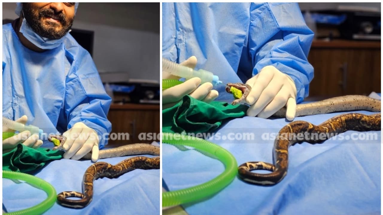 A rare surgery in Kochi veterinary doctor removed tumor from the mouth ...