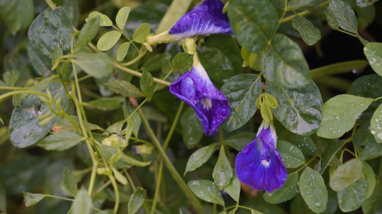 অপরাজিতা গাছের রয়েছে অলৌকিক বাস্তুগুণ! বাড়ির এই কোণে লাগালেই ফুলে ...