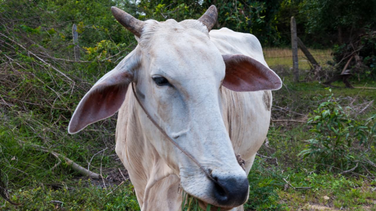 Maharashtra declares cow as 'Rajya Mata' as state elections loom, cites ...