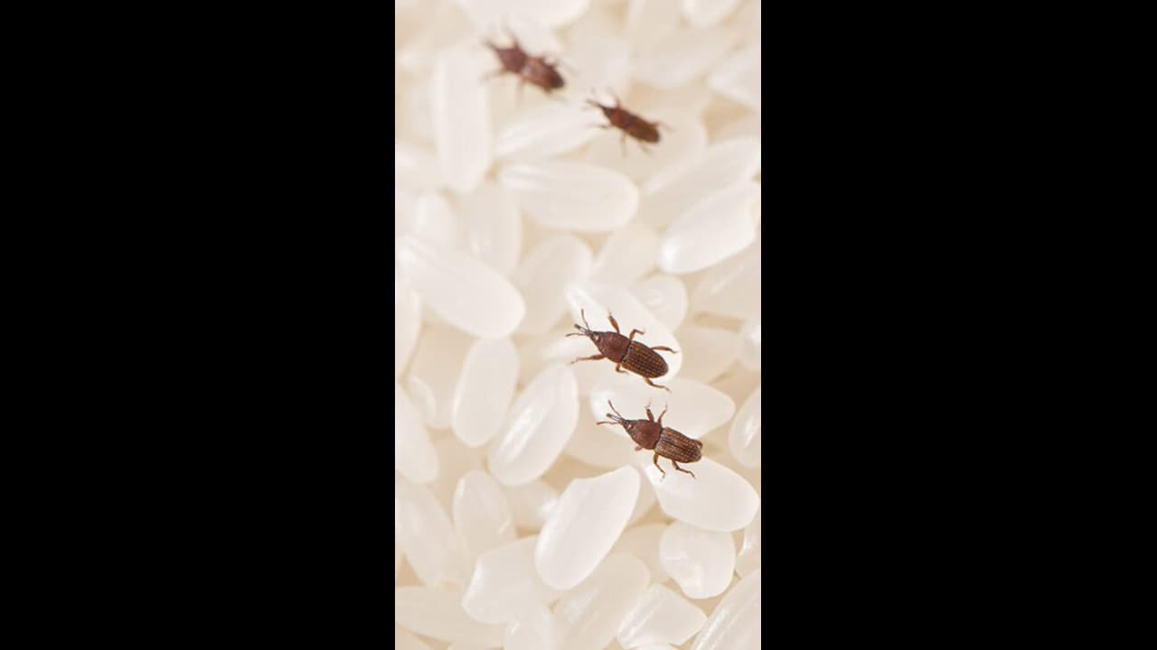 Bug Infestation In Rice In Tamil : அரிசியில் வண்டு, பூச்சிகள் வராமல் ...