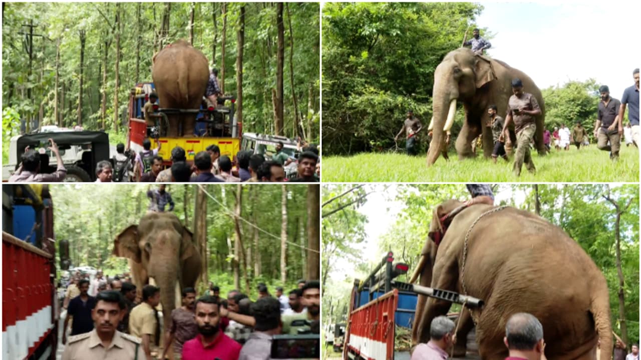 Kerala: Elephant 'Puthupally Sadhu' found after fleeing into forest ...