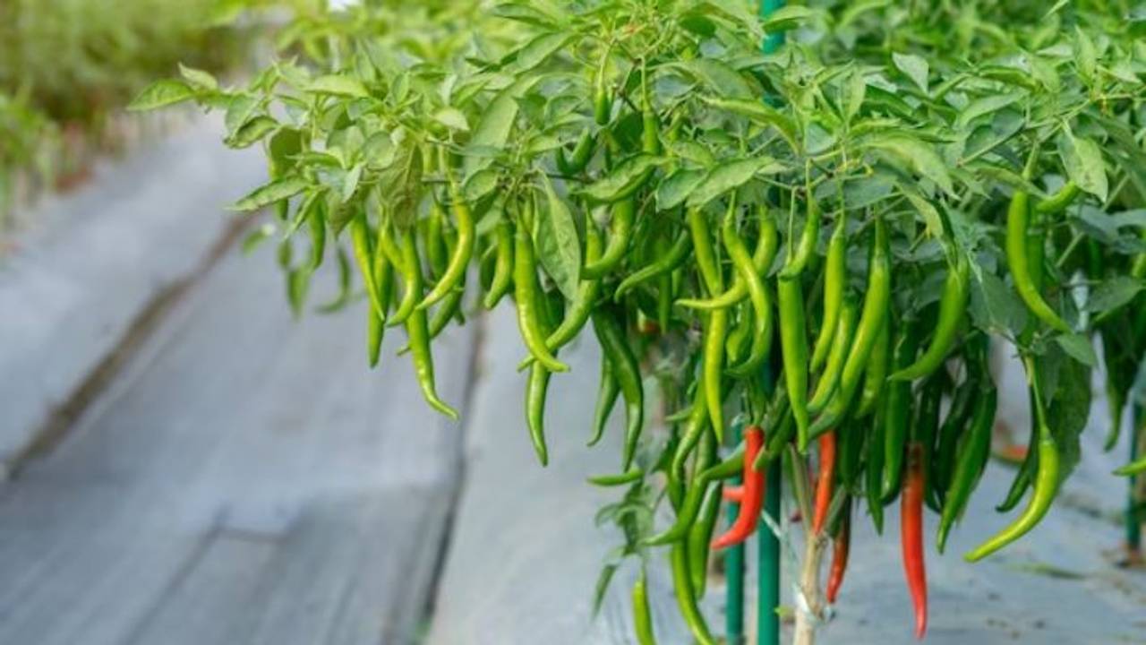 Is Growing a Green Chilli Plant Indoors Unlucky for Your Home ...