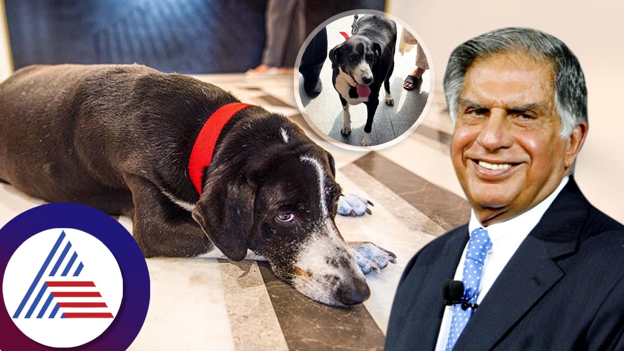 Ratan Tat Dog Goa came to pay homage to tata ಸಾಕು ನಾಯಿಯಿಂದ ಟಾಟಾ ಅಂತಿಮ ...