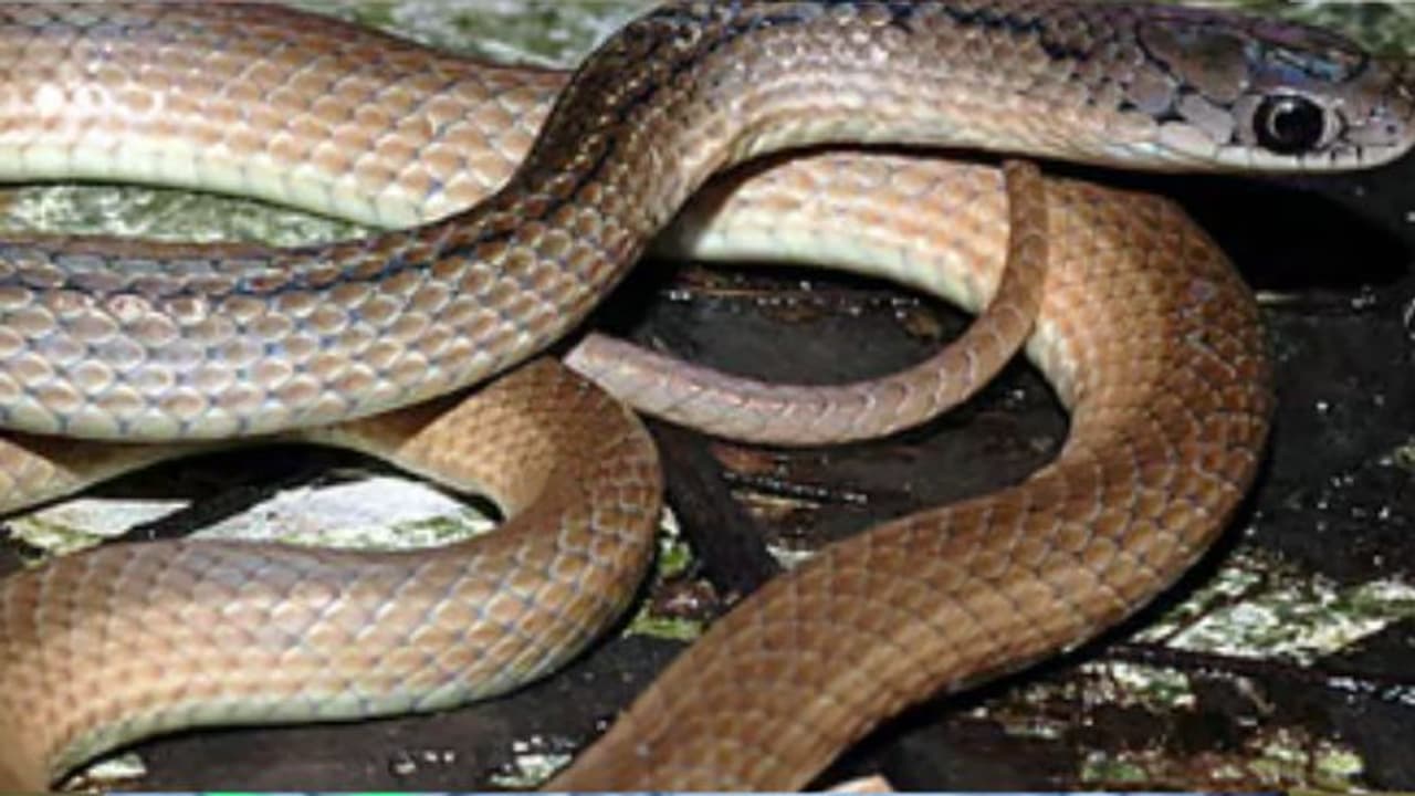 जज के बंगले में मिला सांपों का परिवार, 150 से ज्यादा कोबारा पकड़े गए ...