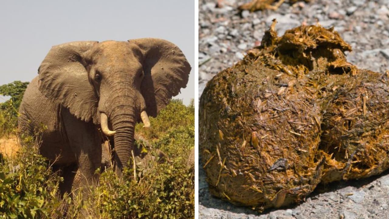 People Trample on Elephant Dung During Mysore Dasara | ದಸರಾದಲ್ಲಿ ಆನೆ ...