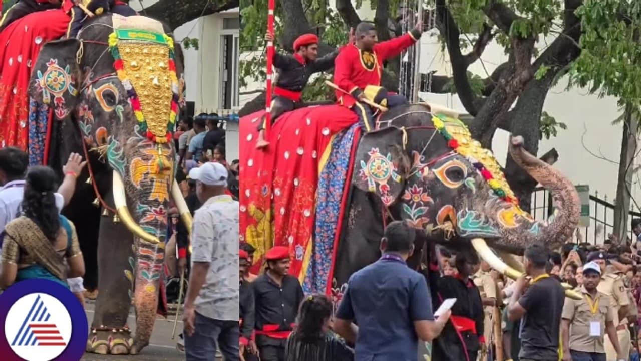 Mysuru Dasara Bheema elephant ಮೈಸೂರು ದಸರಾದಲ್ಲಿ ಮಿಂಚಿದ ಭೀಮಾ ಆನೆಗಿದೆ ರೋಚಕ ...