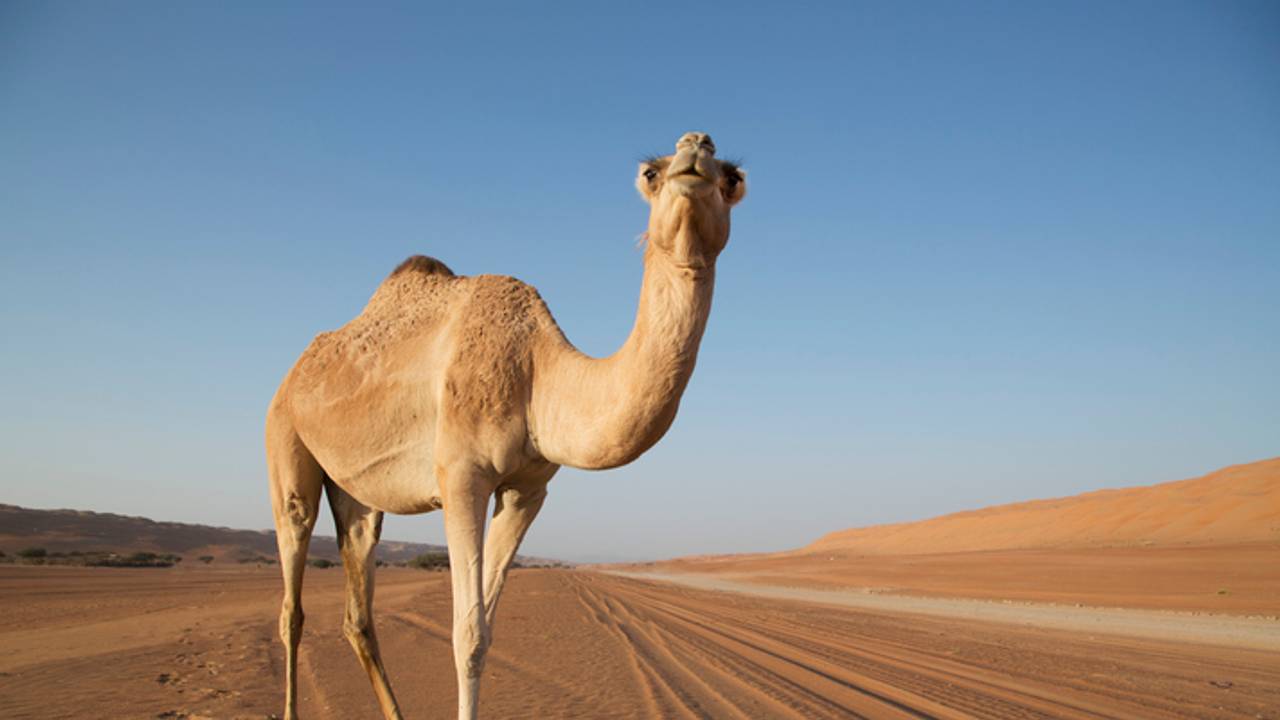 Tourists in Dubai order camel ride via Uber after getting 'lost in the ...