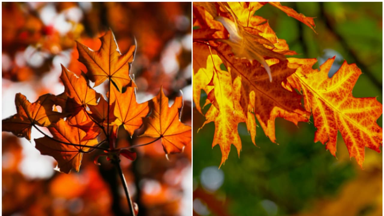 Autumn: Why leaves change colour during Fall? Know here | Asianet Newsable