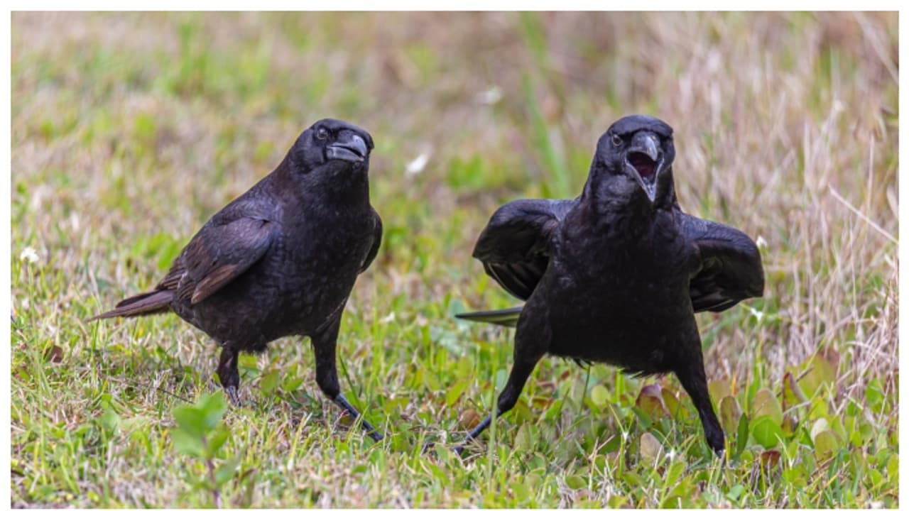 Crow can remember faces, seek revenge for up to 17 years, study finds ...
