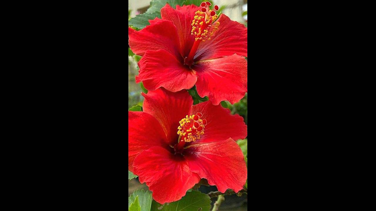 Unlock the Power of Dasavala Flowers for a Flawless Complexion: ದಾಸವಾಳ ...
