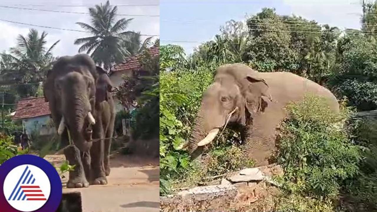 Hassan Bheema elephant ಬಂದ ಓಡ್ರೋ ಓಡ್ರೋ; ಮೈಕ್ ಹಿಡಿದು ಸಾರುತ್ತಿರುವ ಅರಣ್ಯ ...